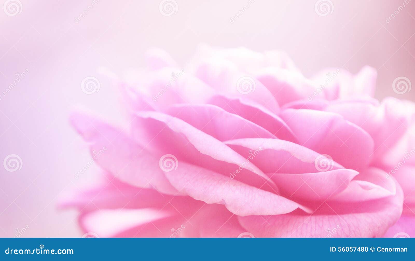 Soft rose stock photo. Image of light, pure, elegant - 56057480