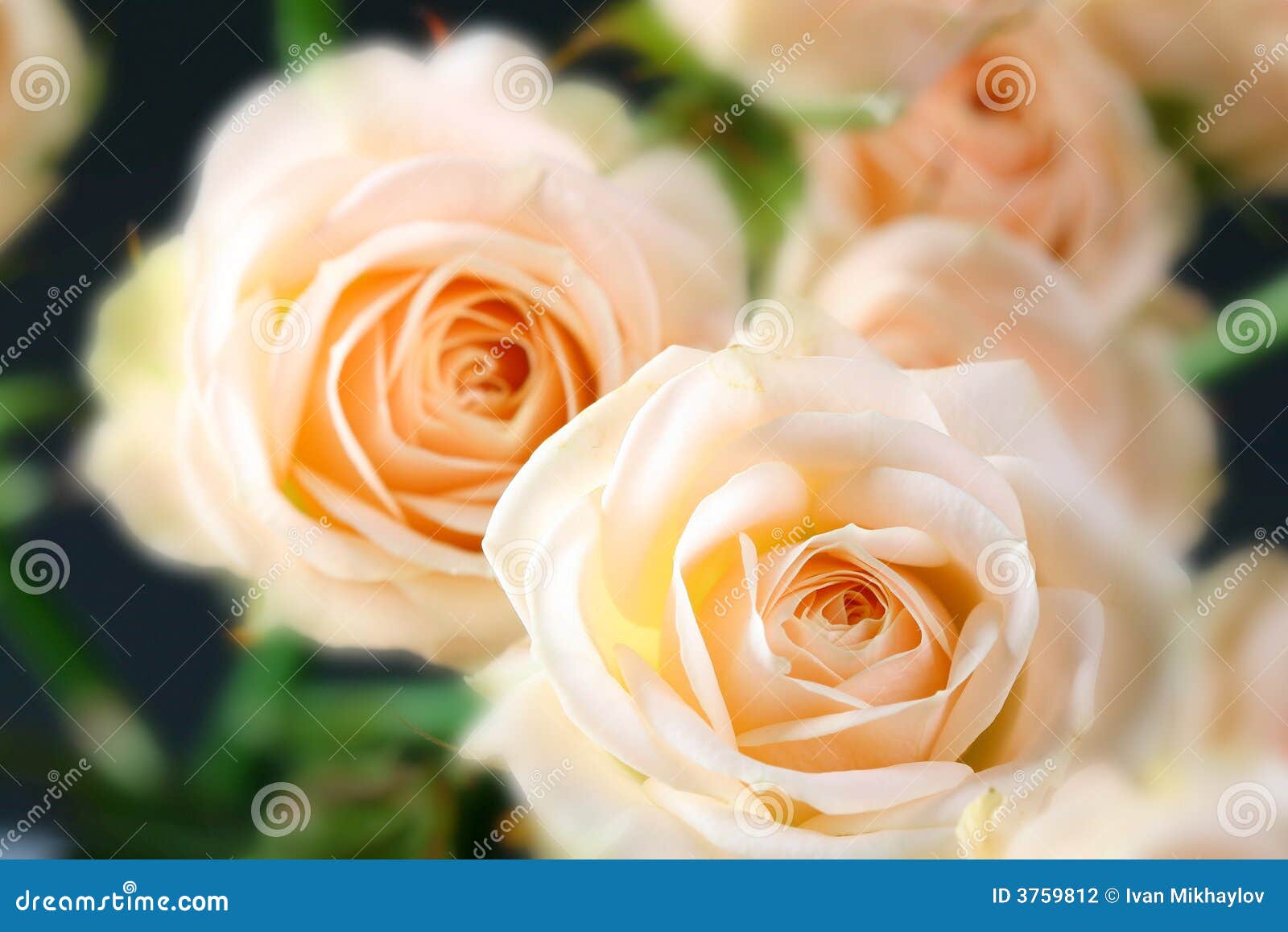 Soft roses stock photo. Image of florist, nature, macro - 3759812