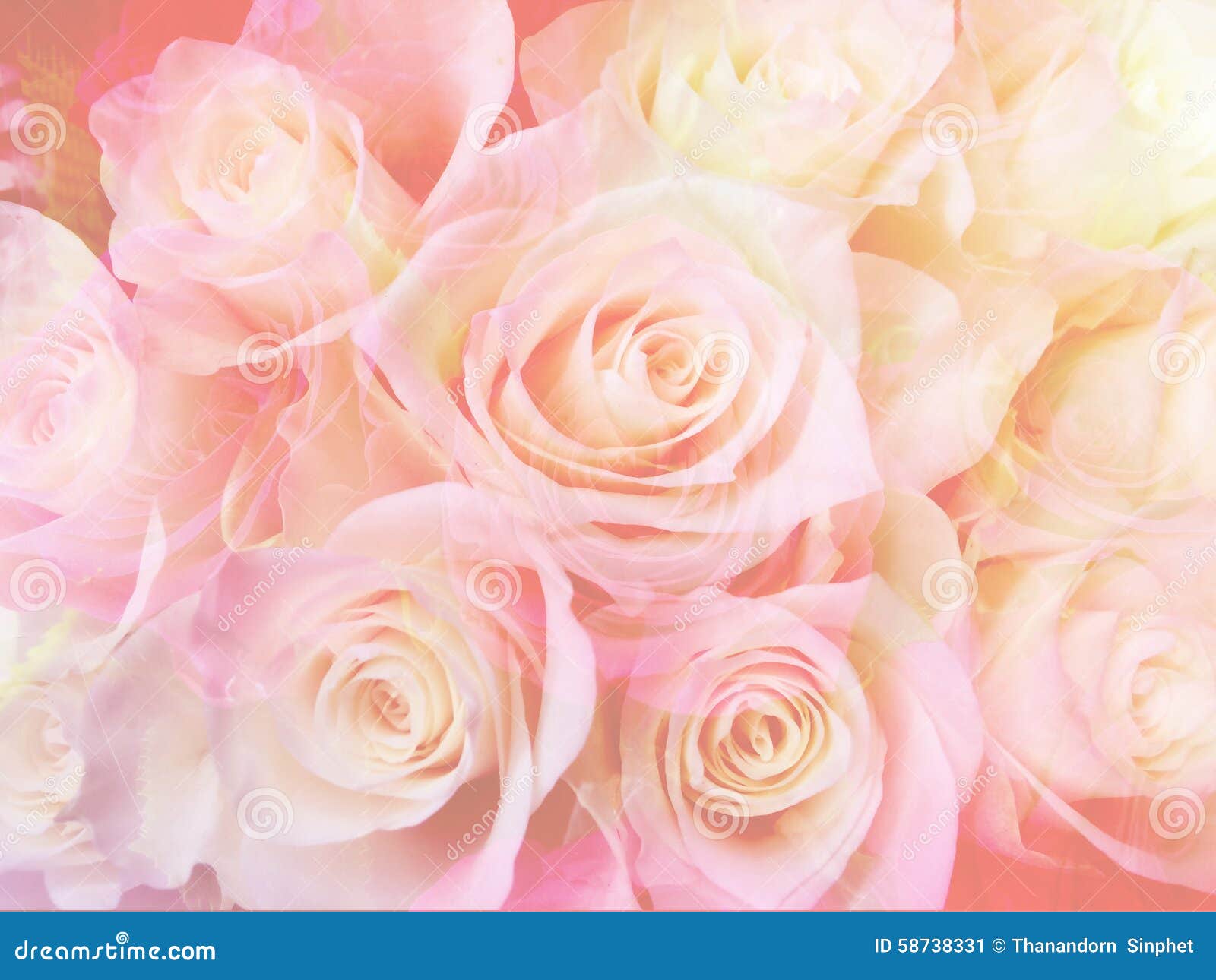 Soft roses backgroundd stock image. Image of darling - 58738331