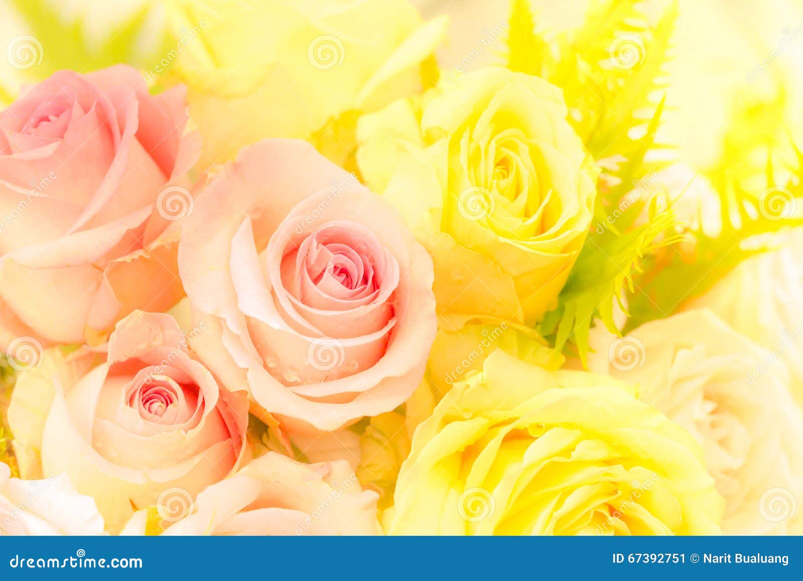 Soft roses stock image. Image of fresh, bouquet, roses - 67392751