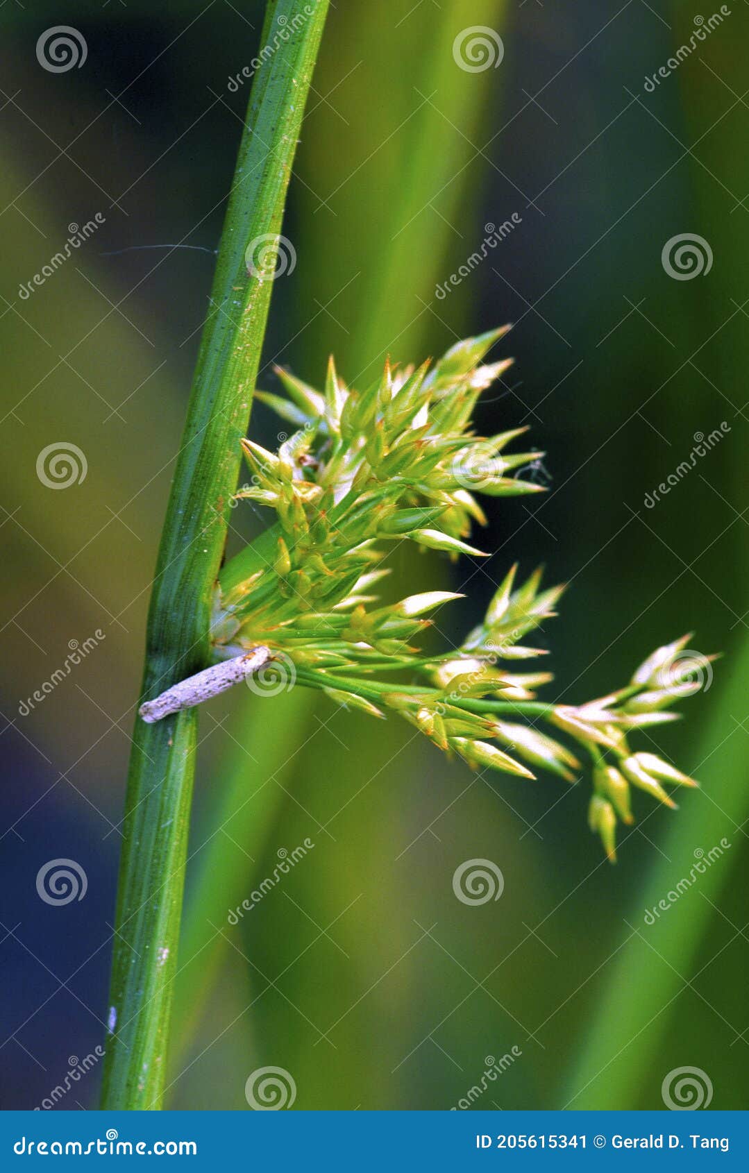 Soft Rush 60485 stock image. Image of bogs, peninsula - 205615341