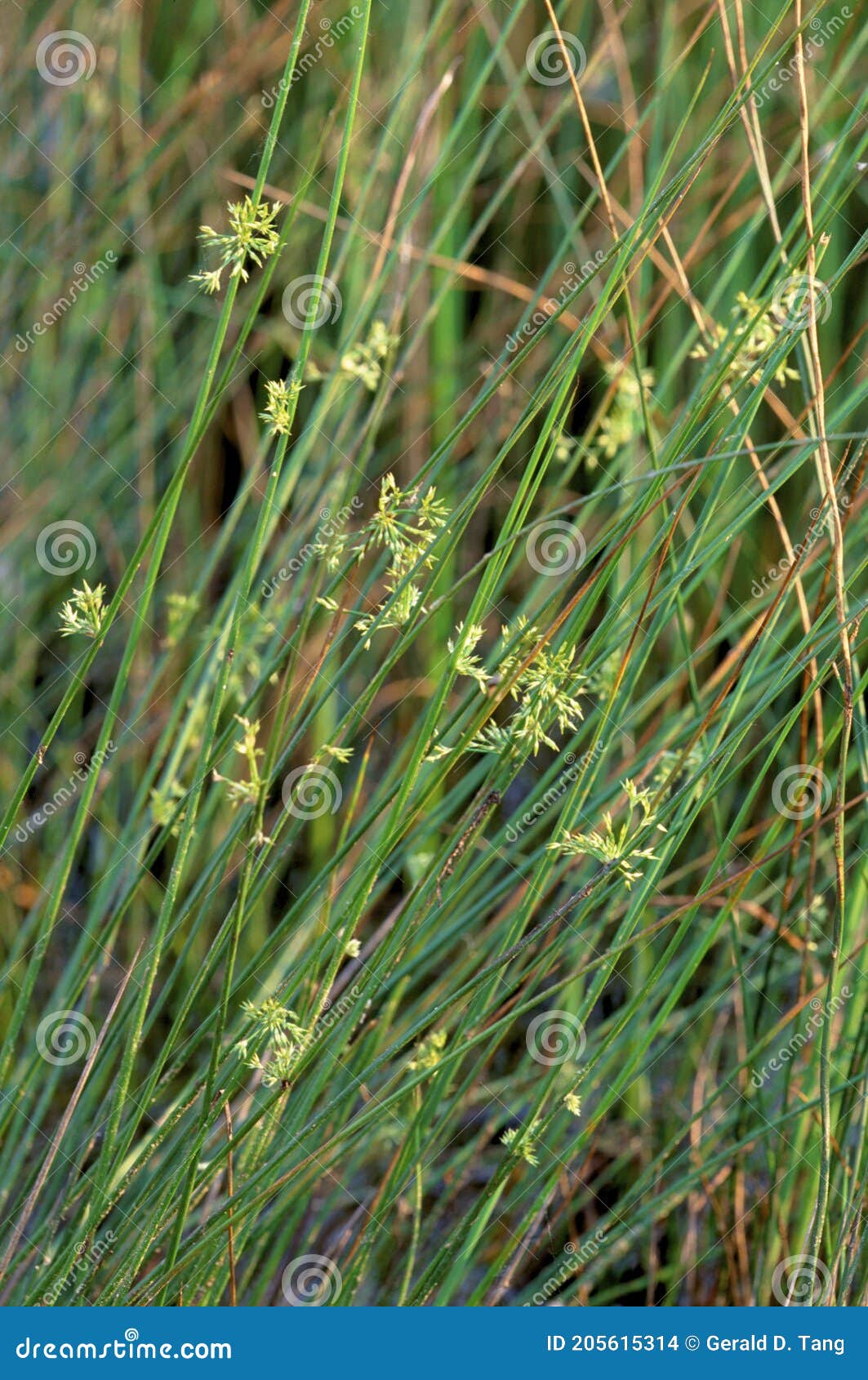 Soft Rush 60462 stock photo. Image of growing, bogs - 205615314