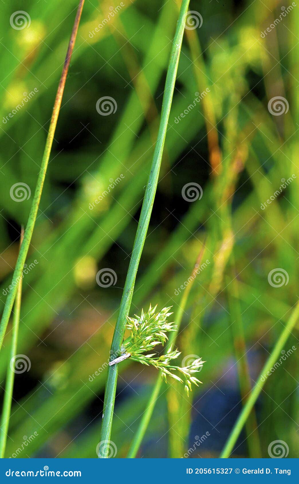 Soft Rush 60464 stock image. Image of juncaceae, rushes - 205615327