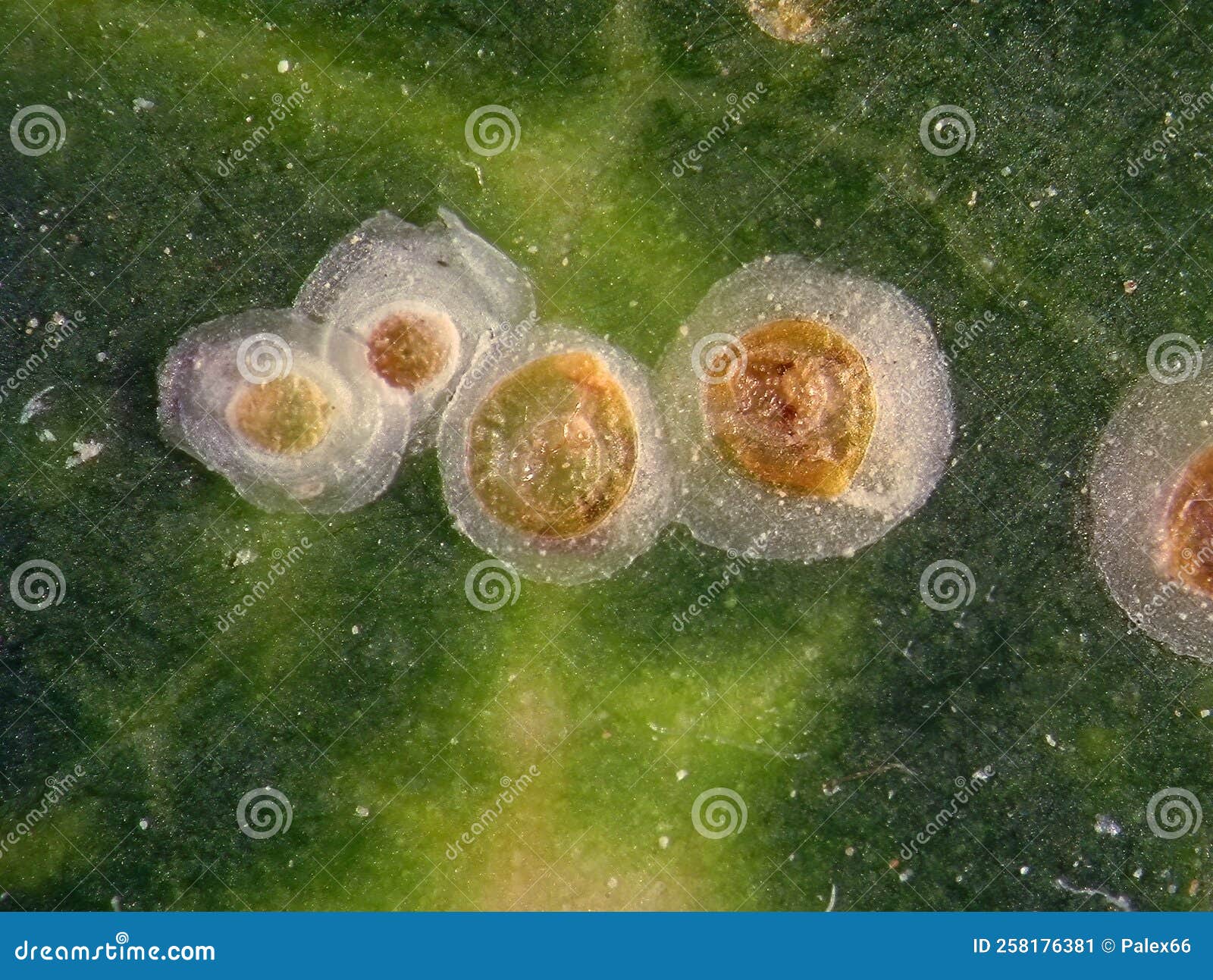 Soft Scale Insects on a Green Leaf Stock Image - Image of spherical ...