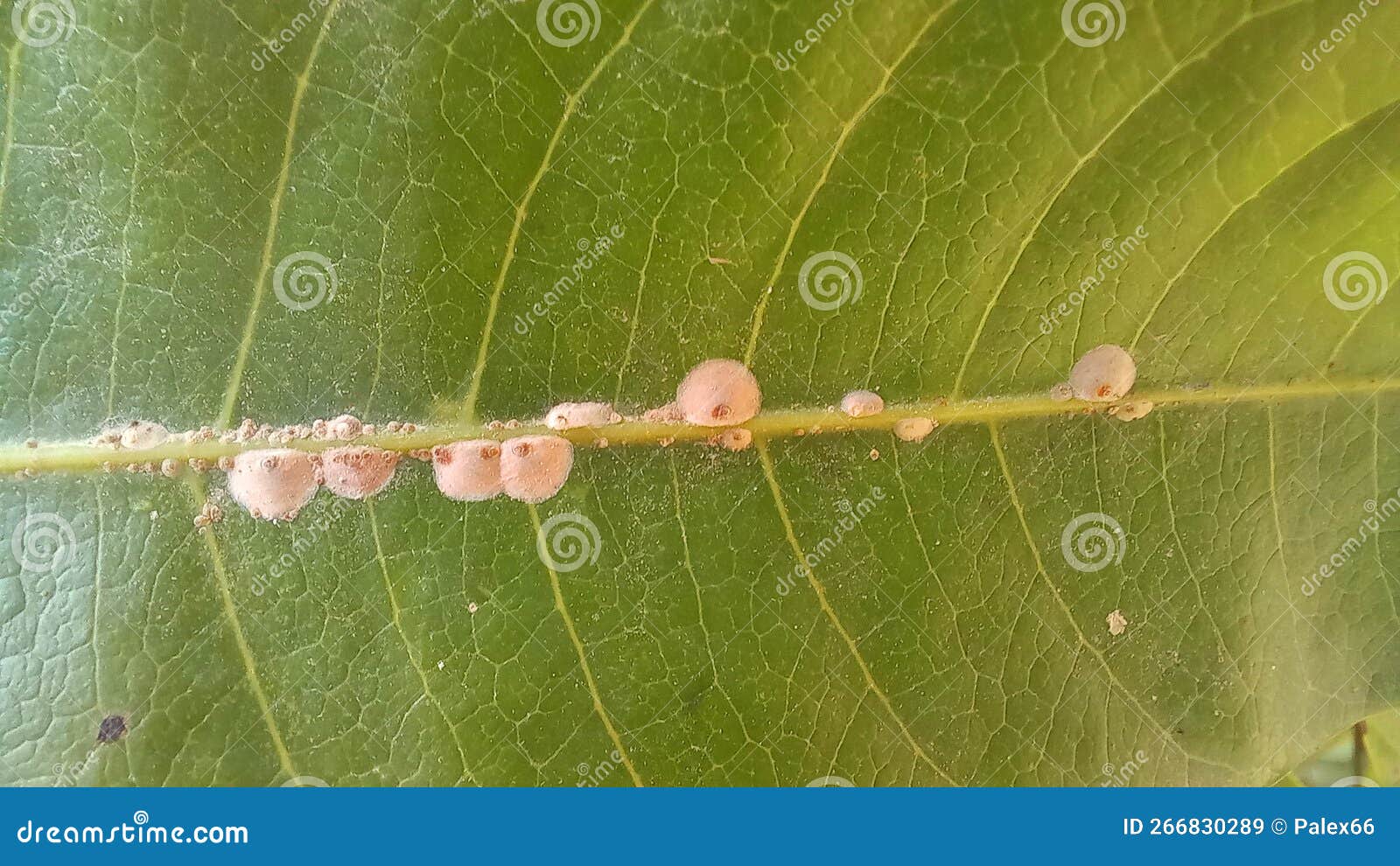 Soft Scale Insects on a Mango Leaf Stock Image - Image of coccidae ...