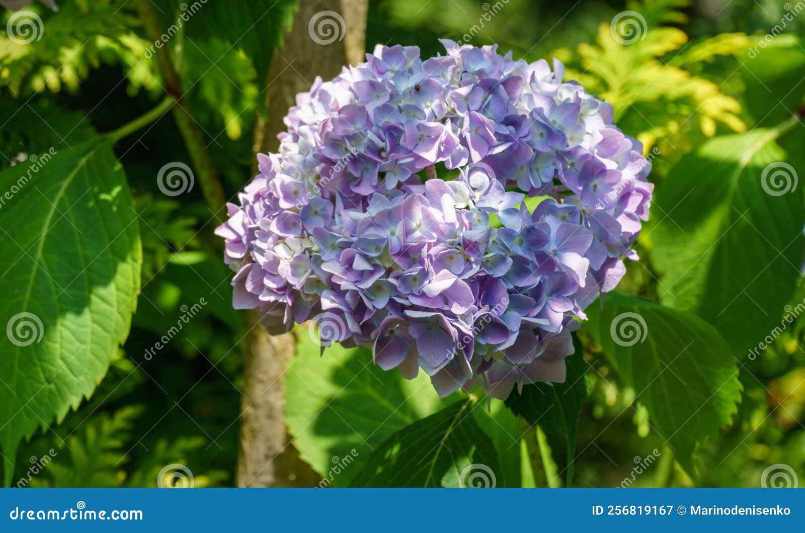 Soft Selective Macro Focus of Multicolored Pink Flowers Hydrangea Macrophylla Against Evergreen ...
