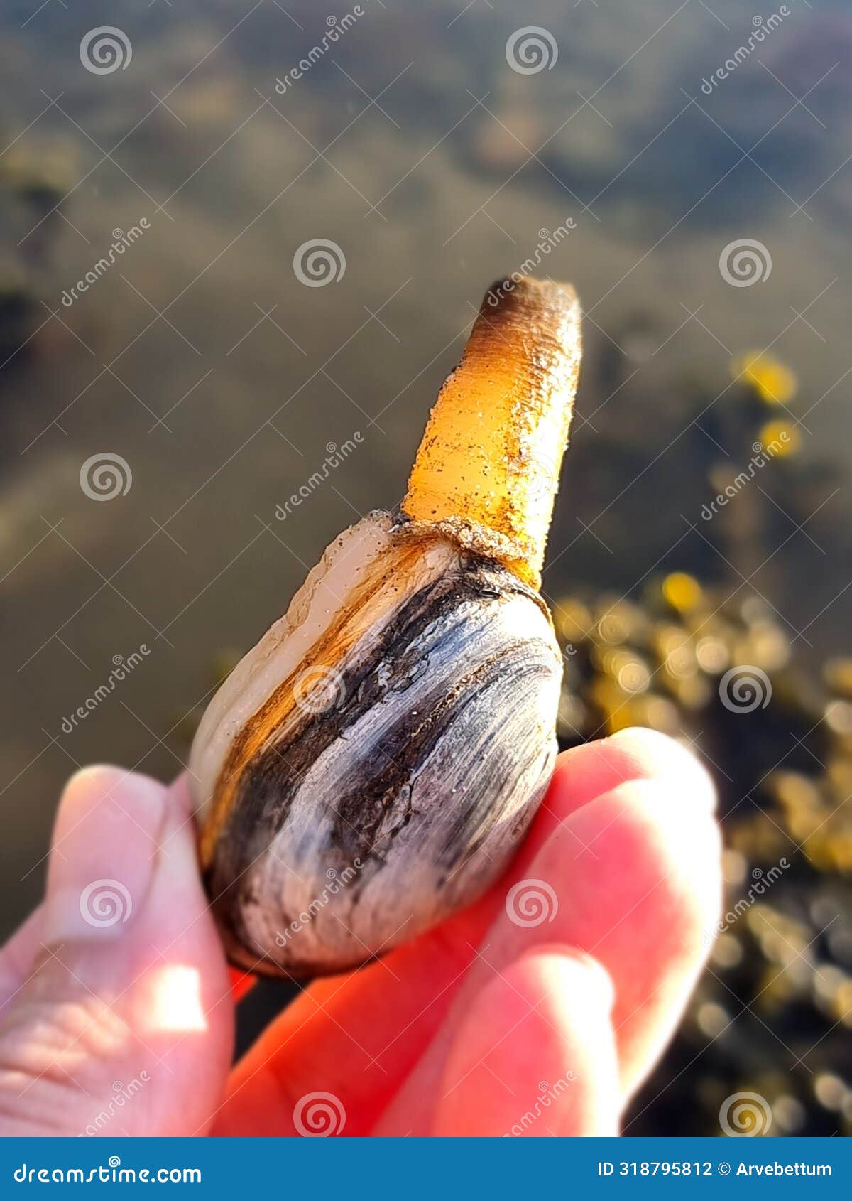 Soft shell in hand stock photo. Image of water, holding - 318795812