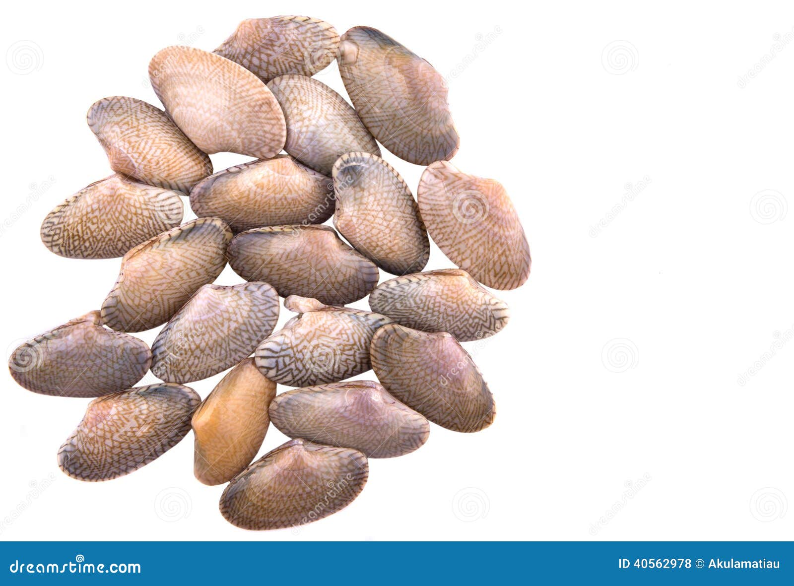Soft Shell Clams I stock photo. Image of brown, clams - 40562978