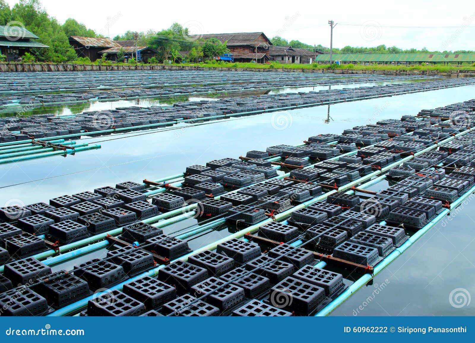 Soft Shell Crab Farming in Myanmar Stock Photo - Image of isolated ...