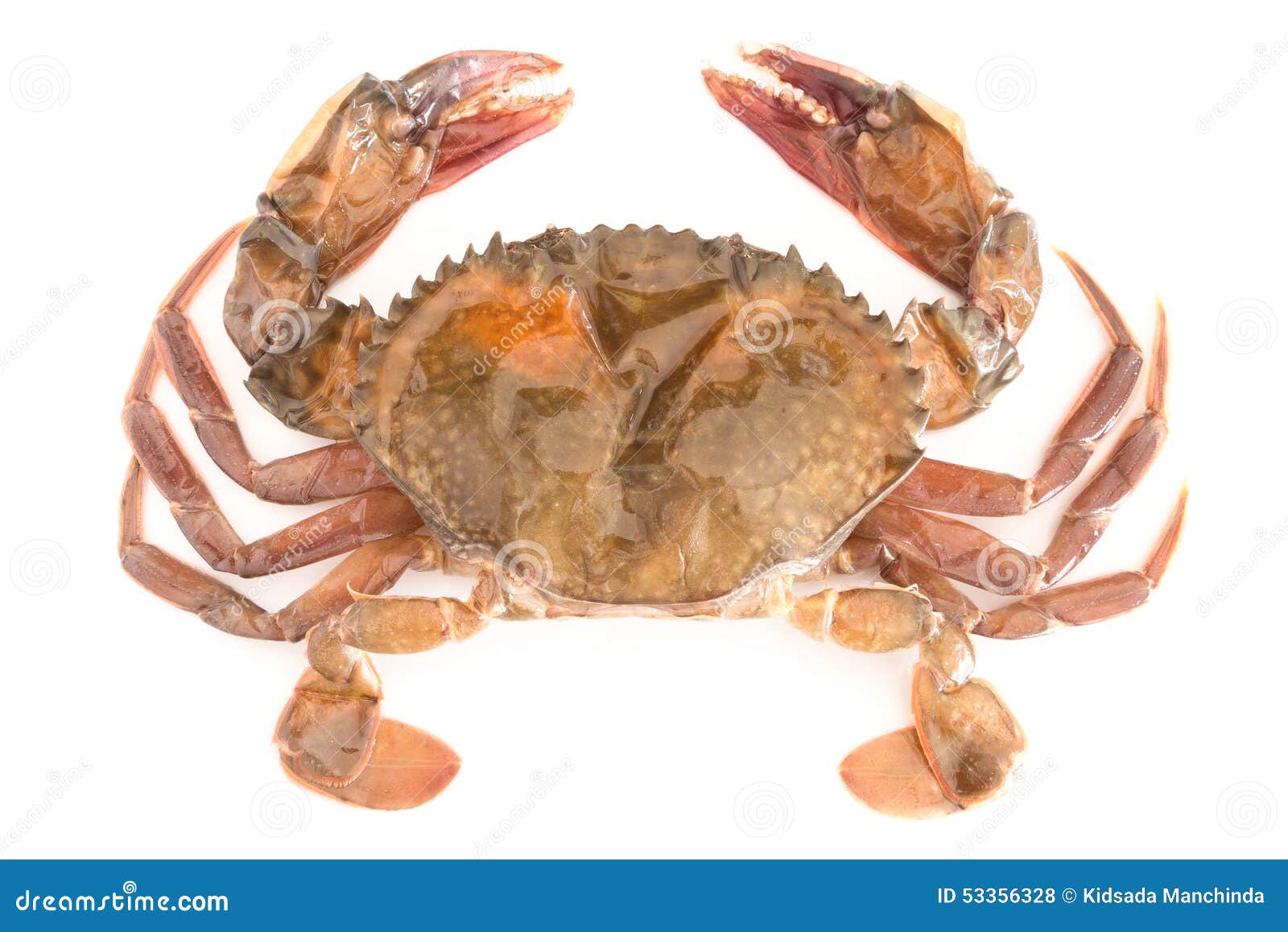 Soft shell crab stock photo. Image of louisiana, appetizer - 53356328