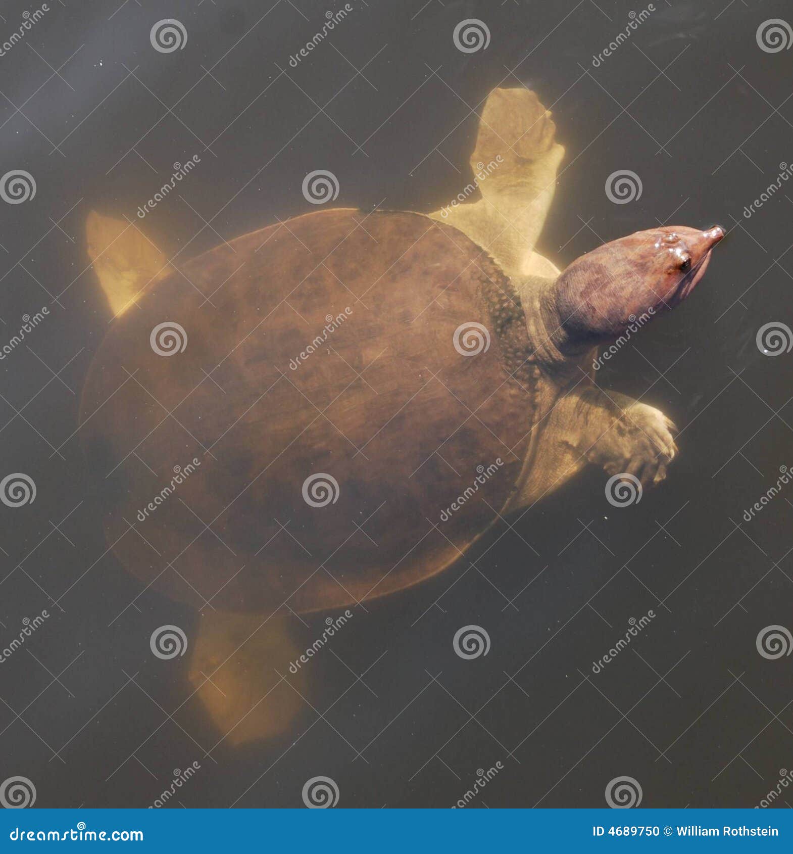 Soft Shell Turtle in the Florida Everglades Stock Photo - Image of ...