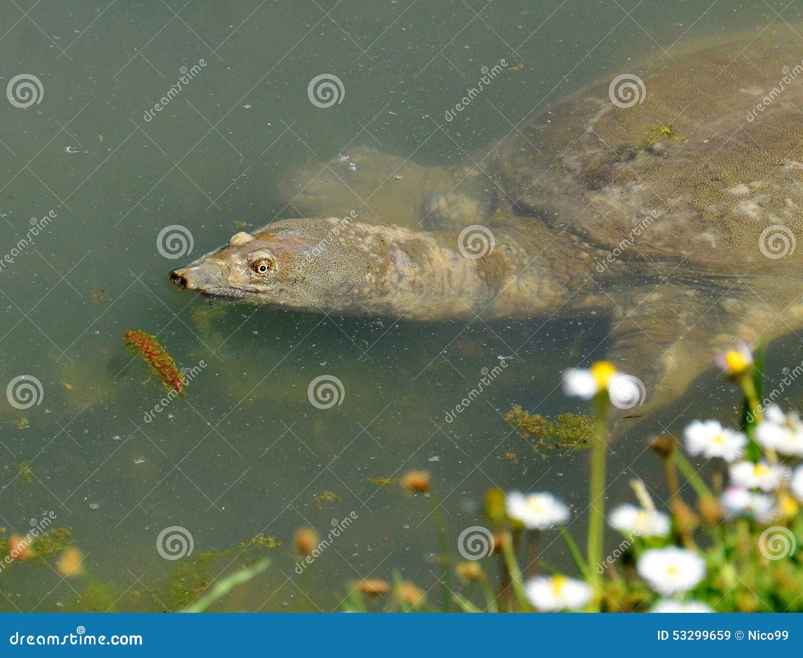 Soft Shell Turtle Trionyx Spiniferus Stock Photos - Free & Royalty-Free ...