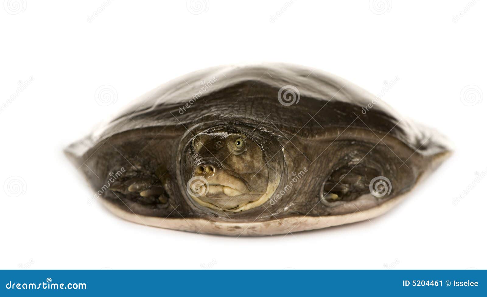 Soft-shell Turtles - Family: Trionychidae Stock Image - Image of ...