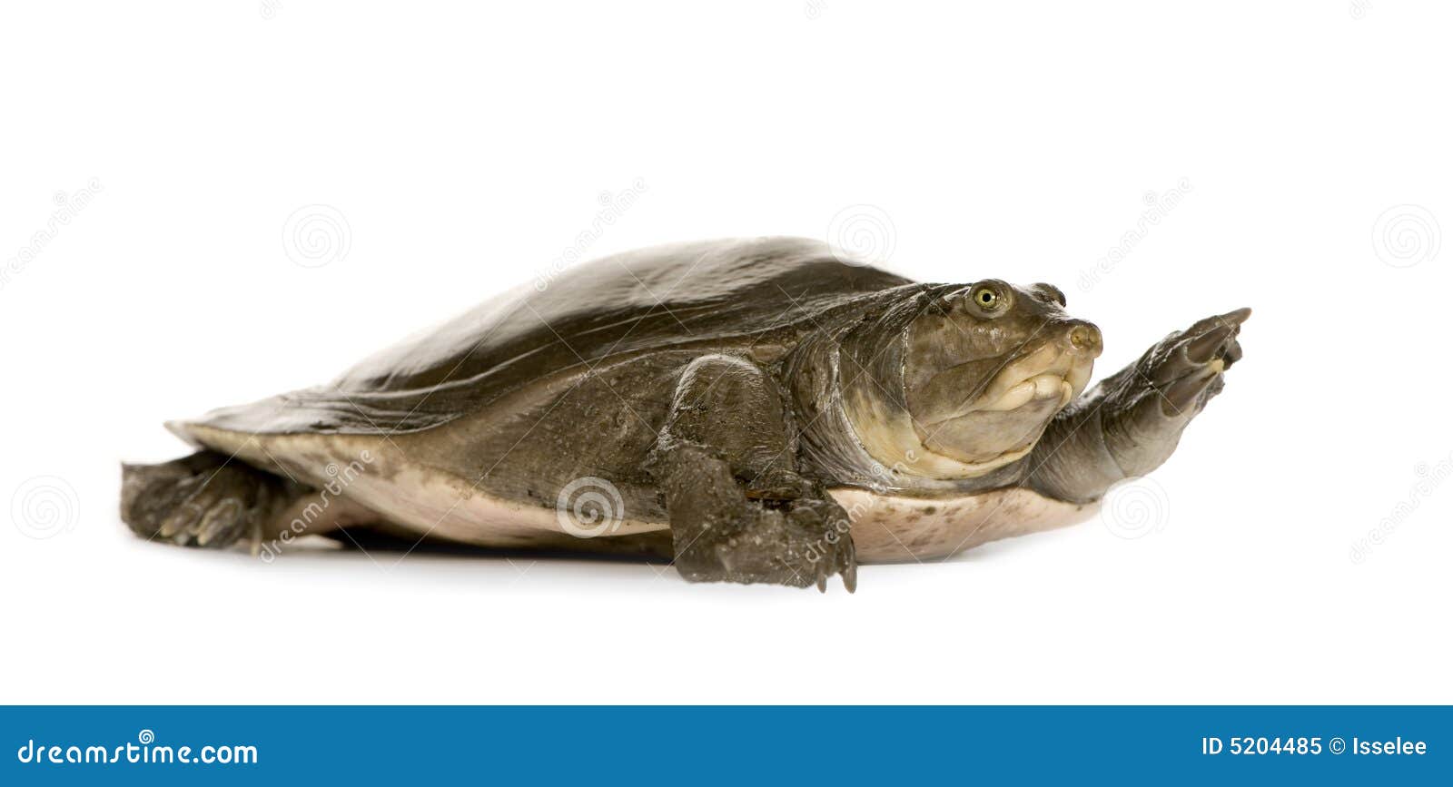Soft-shell Turtles - Family: Trionychidae Stock Image - Image of animal ...