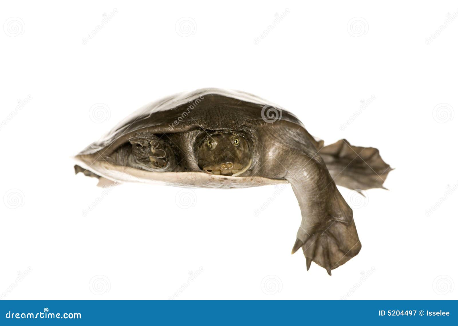 Soft-shell Turtles - Family: Trionychidae Stock Image - Image of webbeb ...