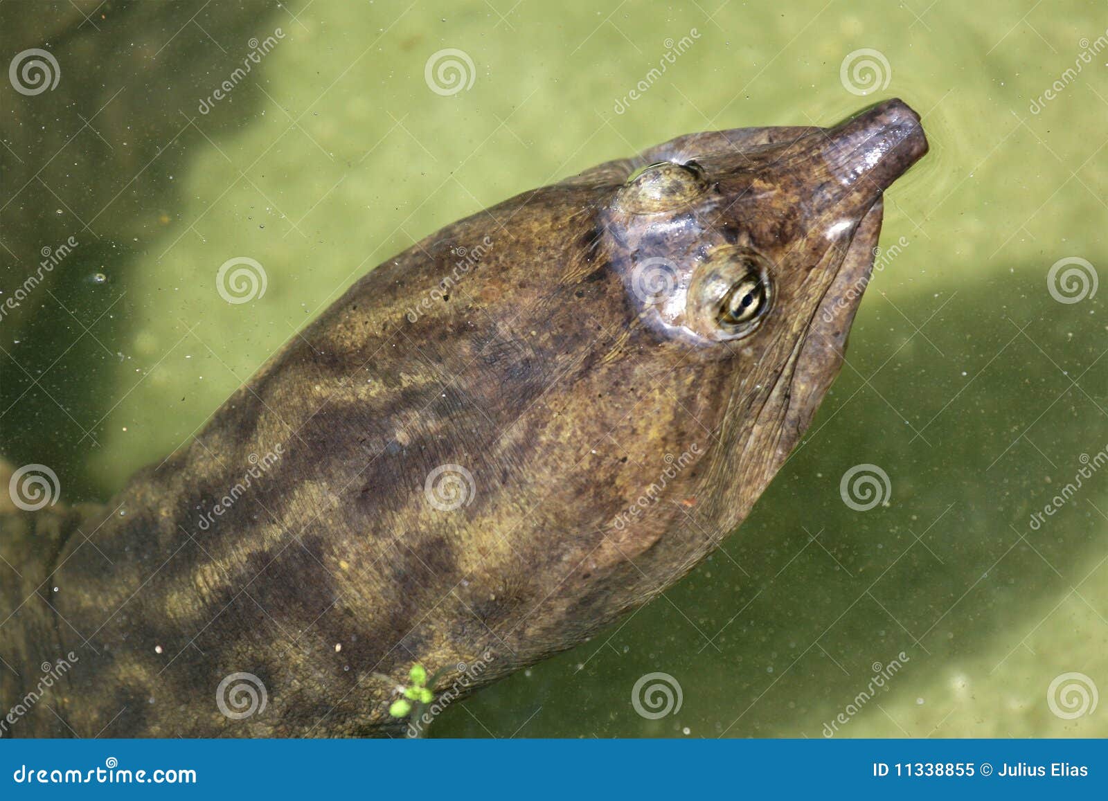 Soft Shelled Serrated Mud Crab (Mangrove Crab, Black Crab) For S ...