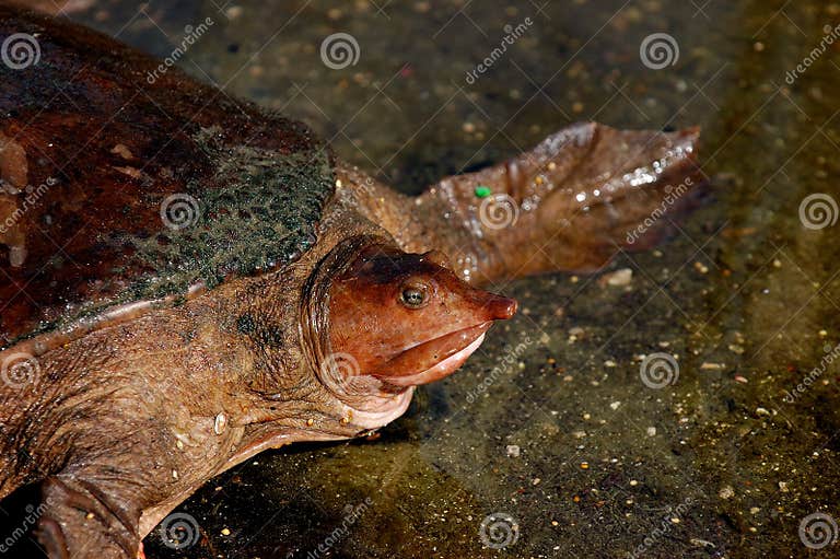 Soft Shelled Turtle stock photo. Image of head, shelled - 1741528
