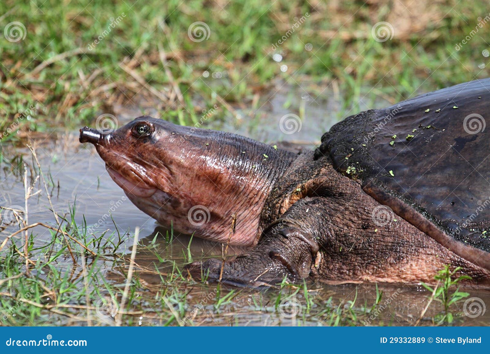 Soft-shelled Turtle stock image. Image of reptile, nature - 29332889
