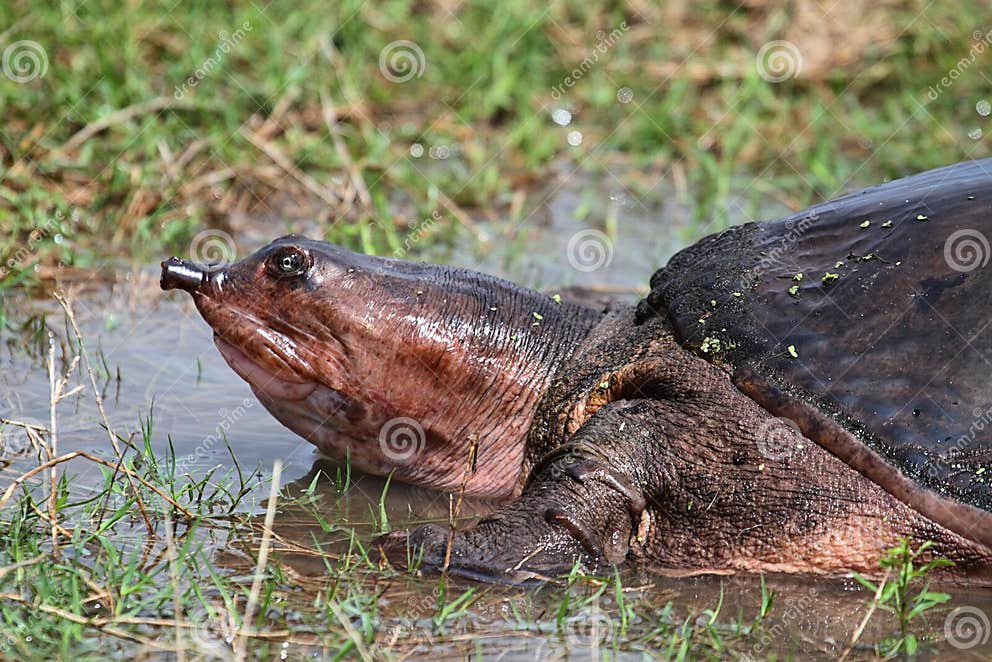 Soft-shelled Turtle stock image. Image of reptile, nature - 29332889