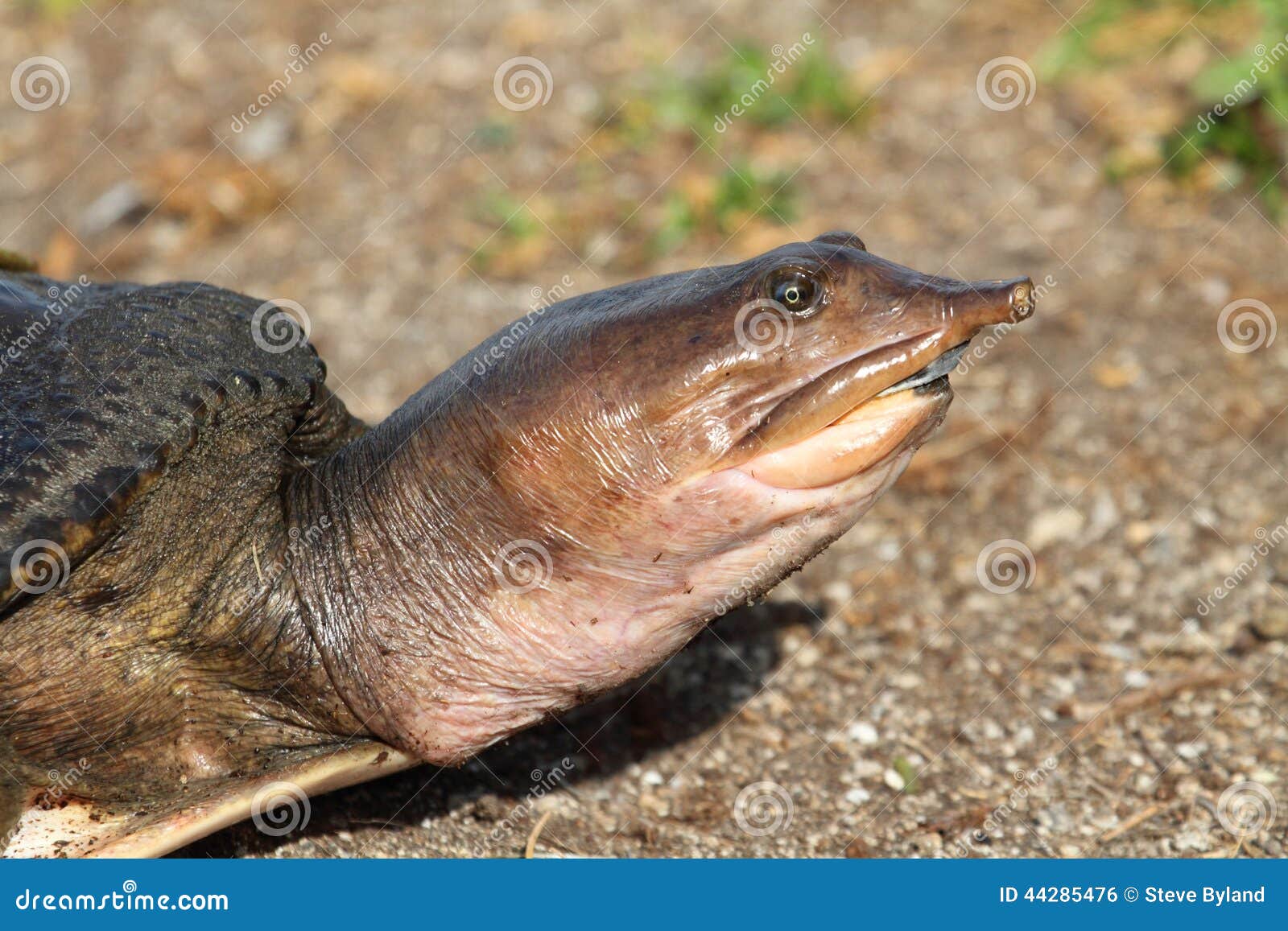 Soft-shelled Turtle stock photo. Image of water, herbivorous - 44285476