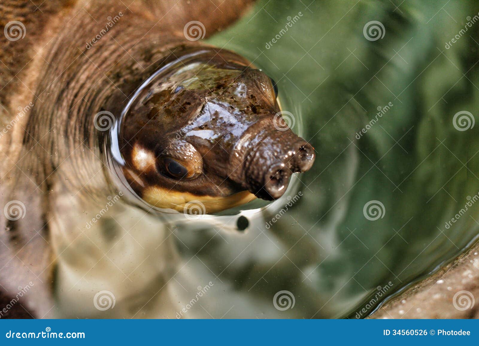 Soft Shelled Turtle stock photo. Image of sinensis, trionyx - 34560526