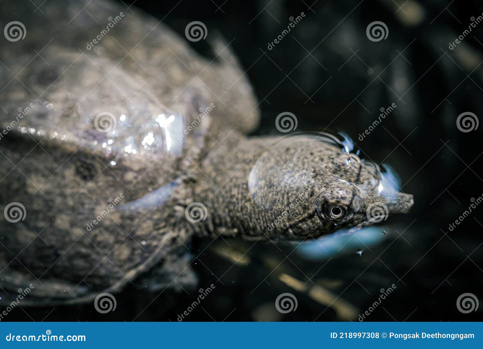 Soft shelled turtle stock photo. Image of pond, carapace - 218997308