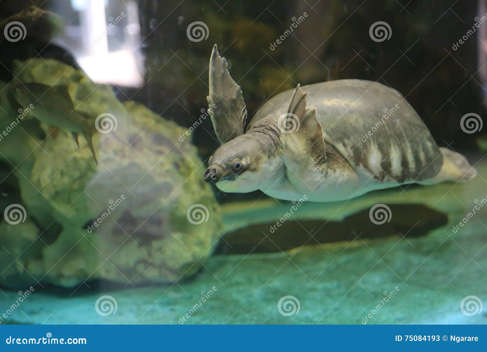 Soft-shelled Turtle Swim in Aquarium Stock Image - Image of soft ...