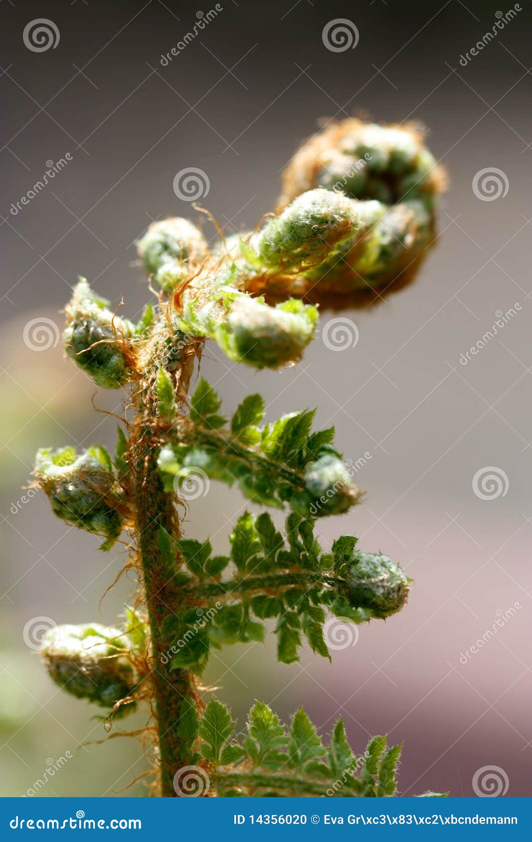 Soft Shield Fern - Polystichum Stock Photo - Image of space, soft: 14356020
