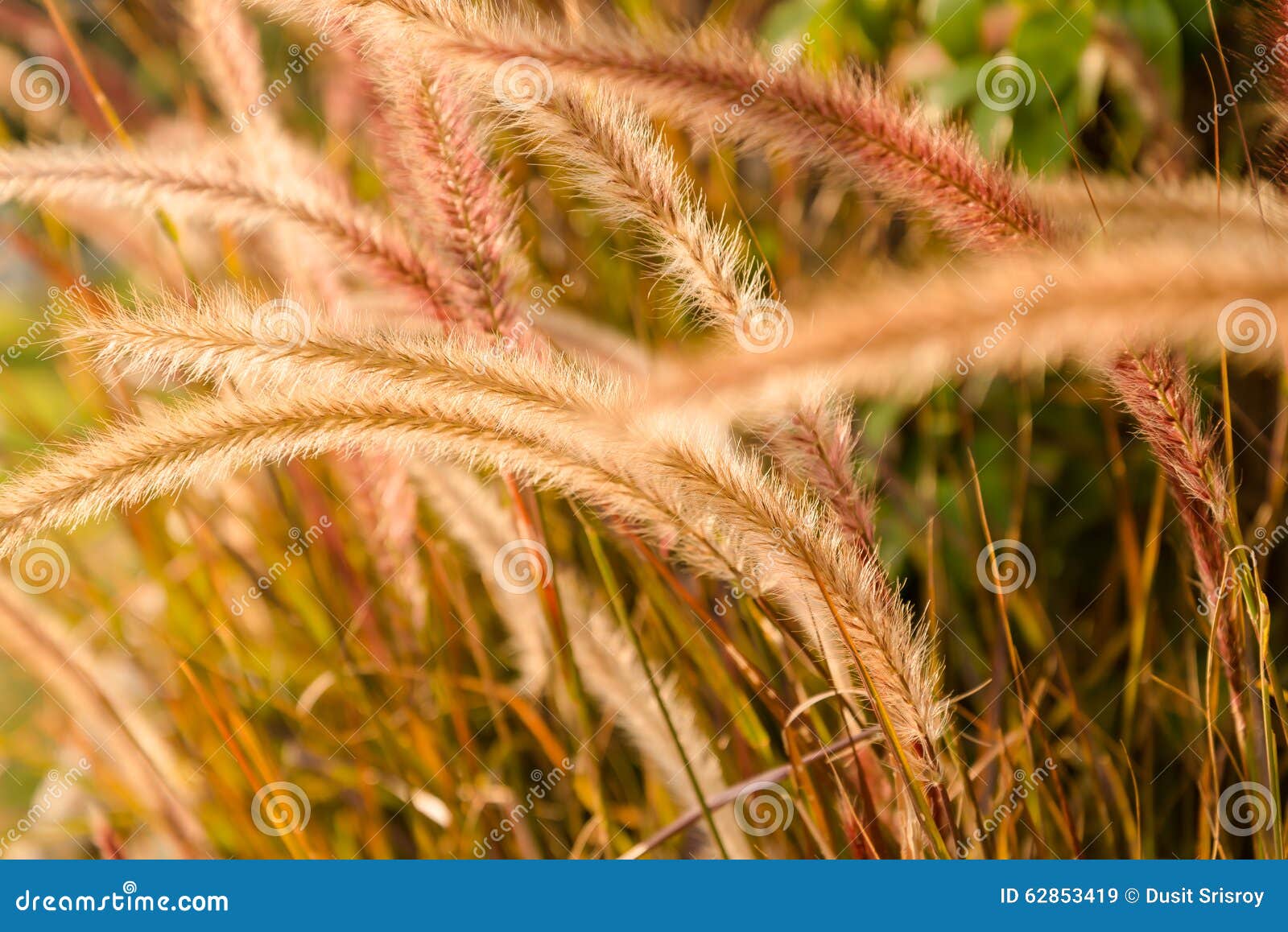 Soft Shot of Setaria Grass in Sunlight,worm Tone Image. Stock Image ...