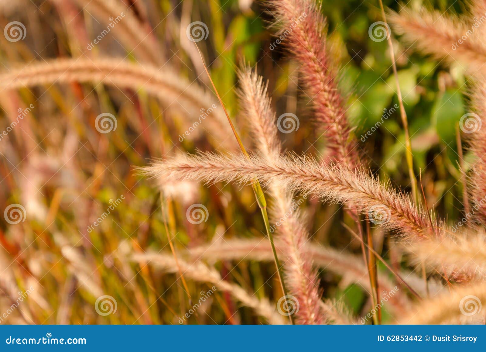 Soft Shot of Setaria Grass in Sunlight,worm Tone Image. Stock Photo ...