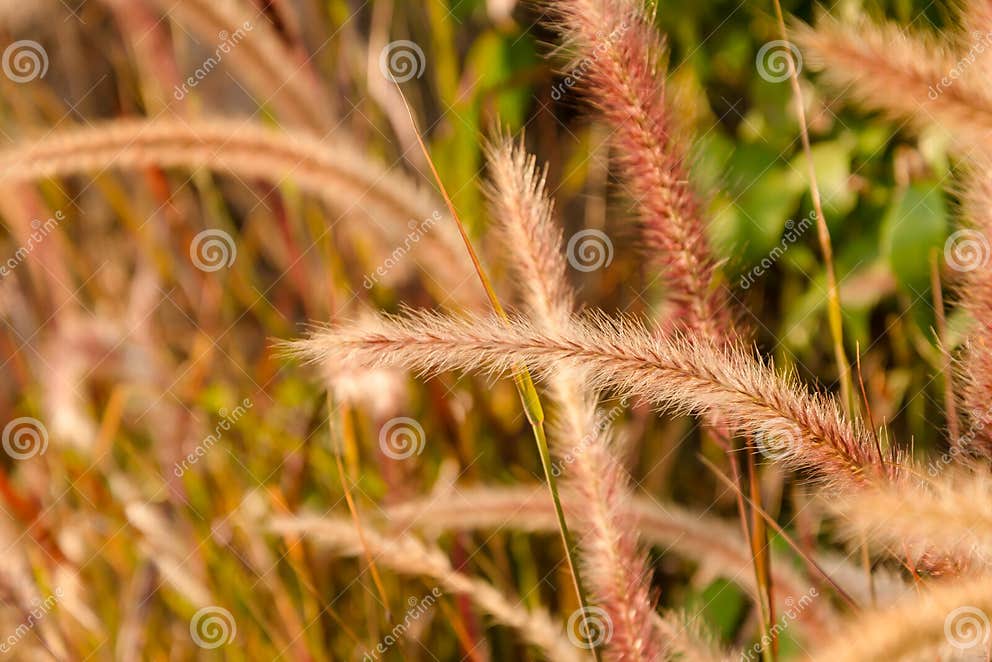 Soft Shot of Setaria Grass in Sunlight,worm Tone Image. Stock Photo ...