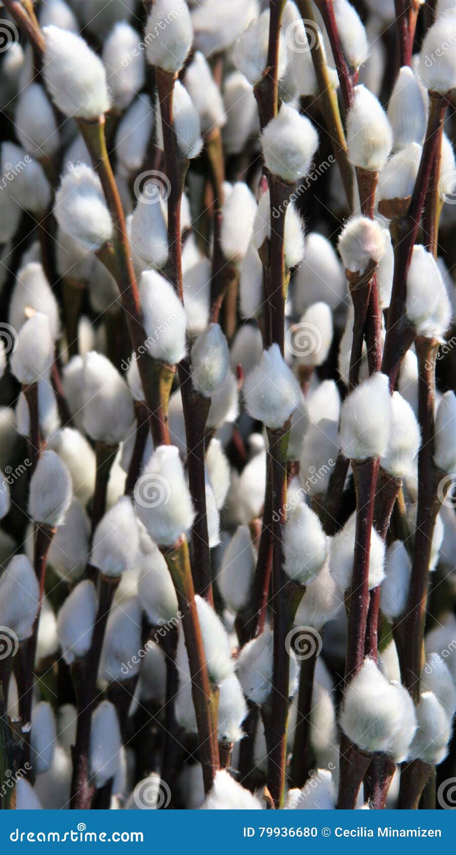 Soft Silky Springtime Signs Stock Photo - Image of color, springtime ...