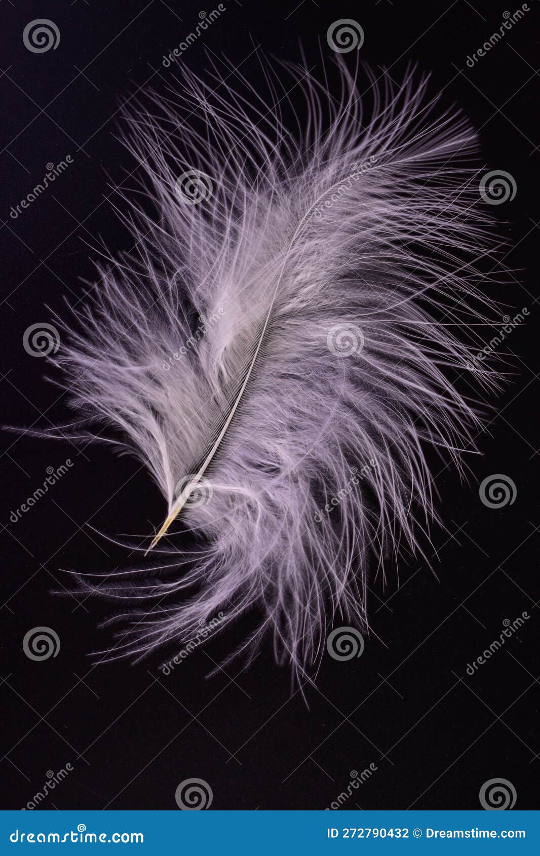 Soft Single White Feather Isolated on Black Background Stock Photo ...