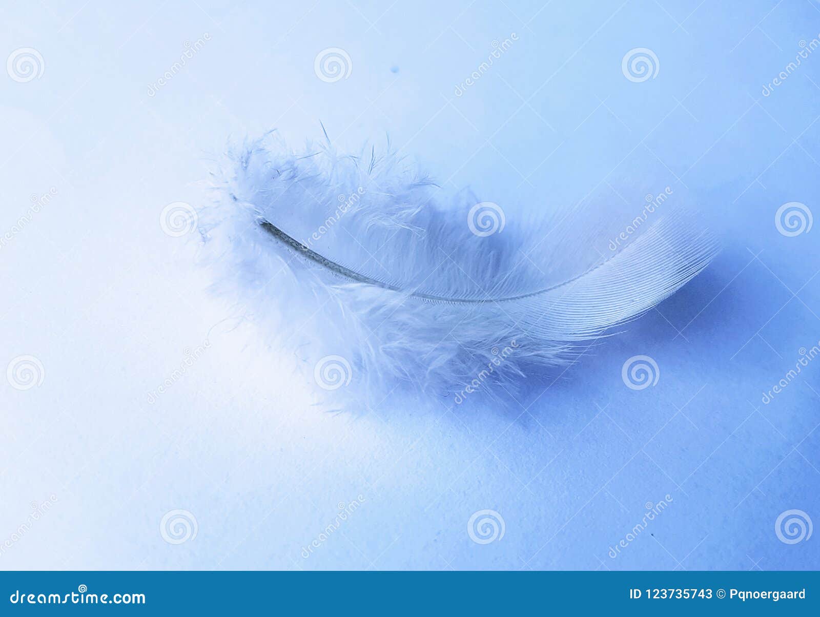 Soft Small Feather or Down from Bird Stock Image - Image of heaven ...