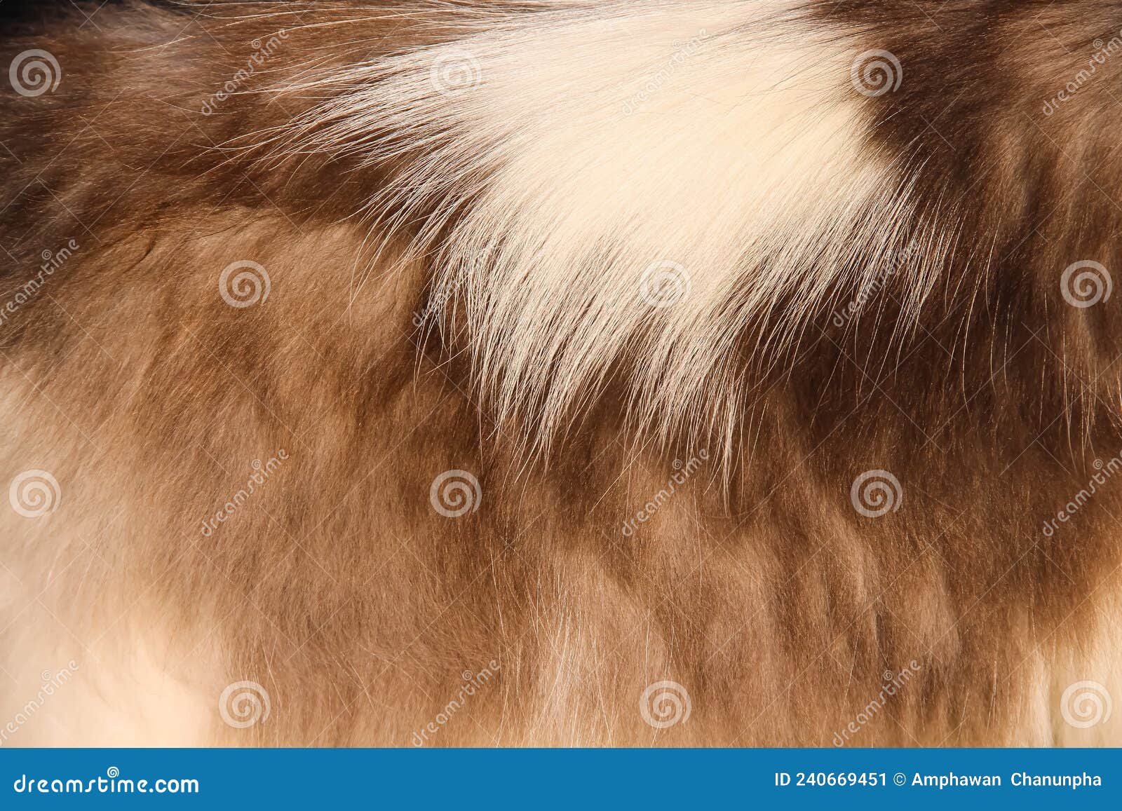 Soft Smooth of Furry Cat Texture Abstract White and Brown Patterns for ...