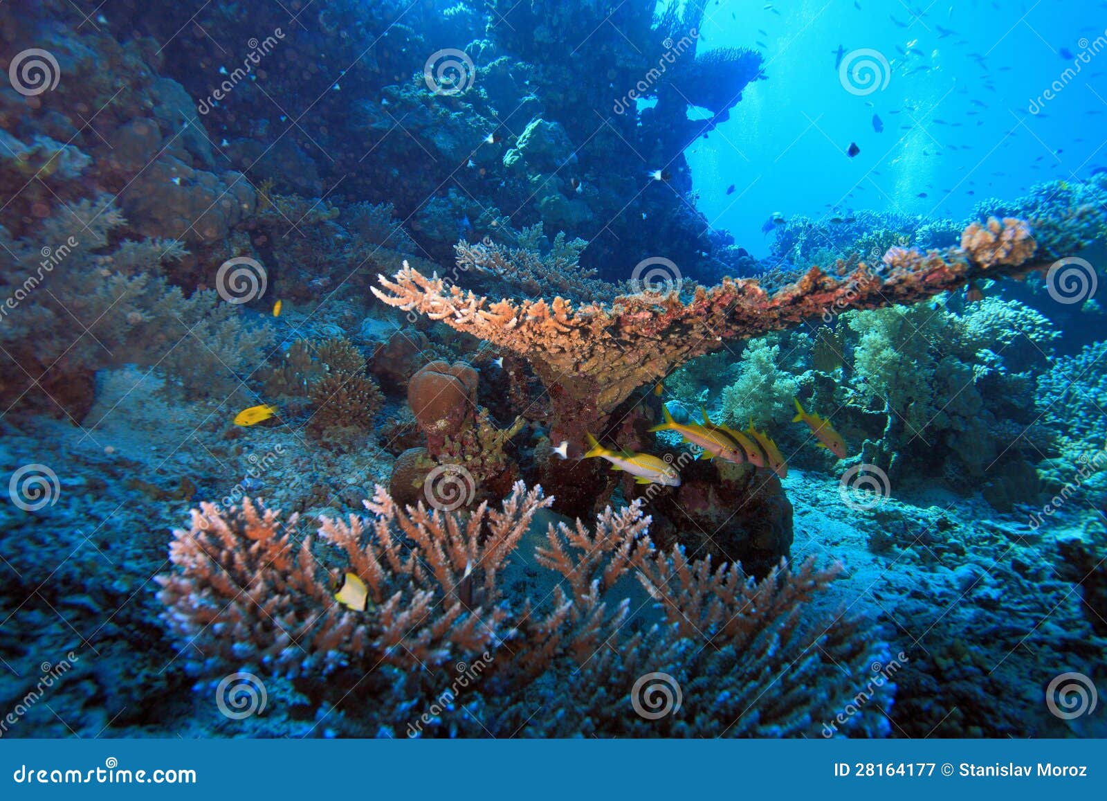 Soft and Solid Coral Garden Stock Image - Image of diving, coral: 28164177