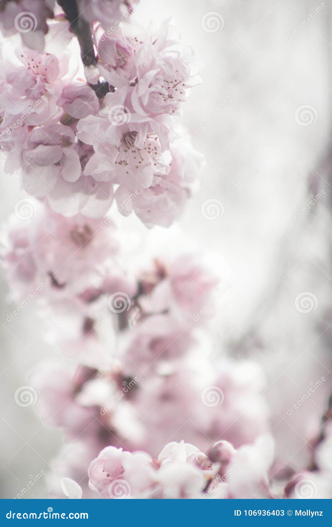 Soft spring blossoms stock image. Image of blooming - 106936403
