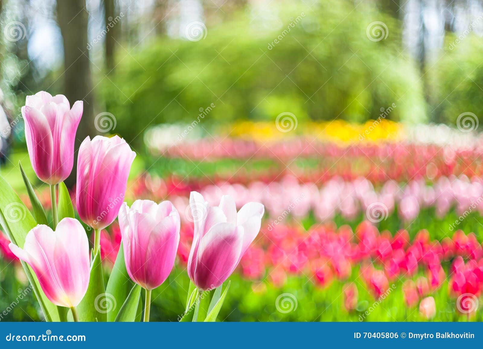 Soft Spring Floral Background Stock Photo - Image of aroma, celebration ...