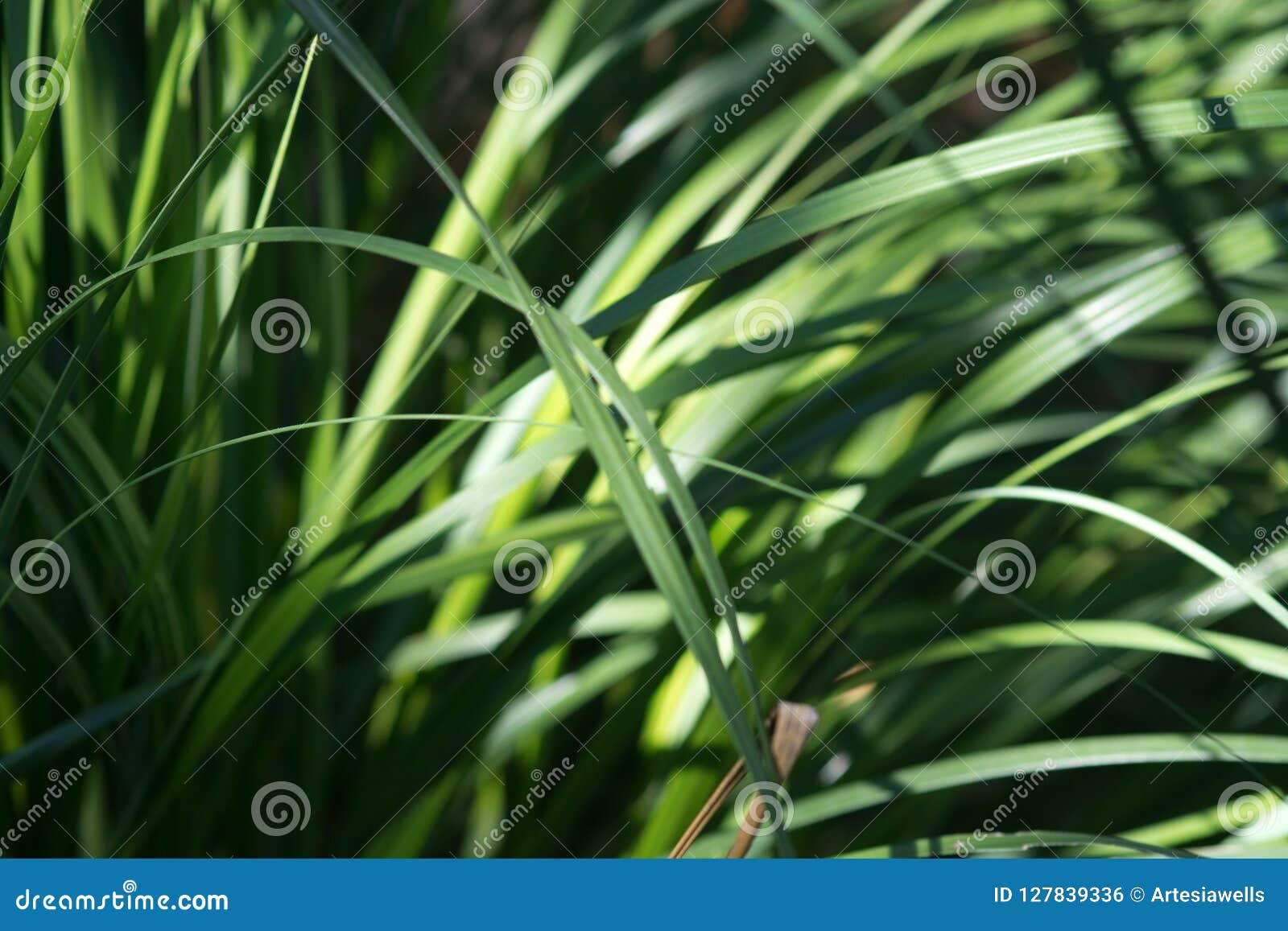 Soft Subtle Grass Background Texture Stock Photo - Image of colours ...