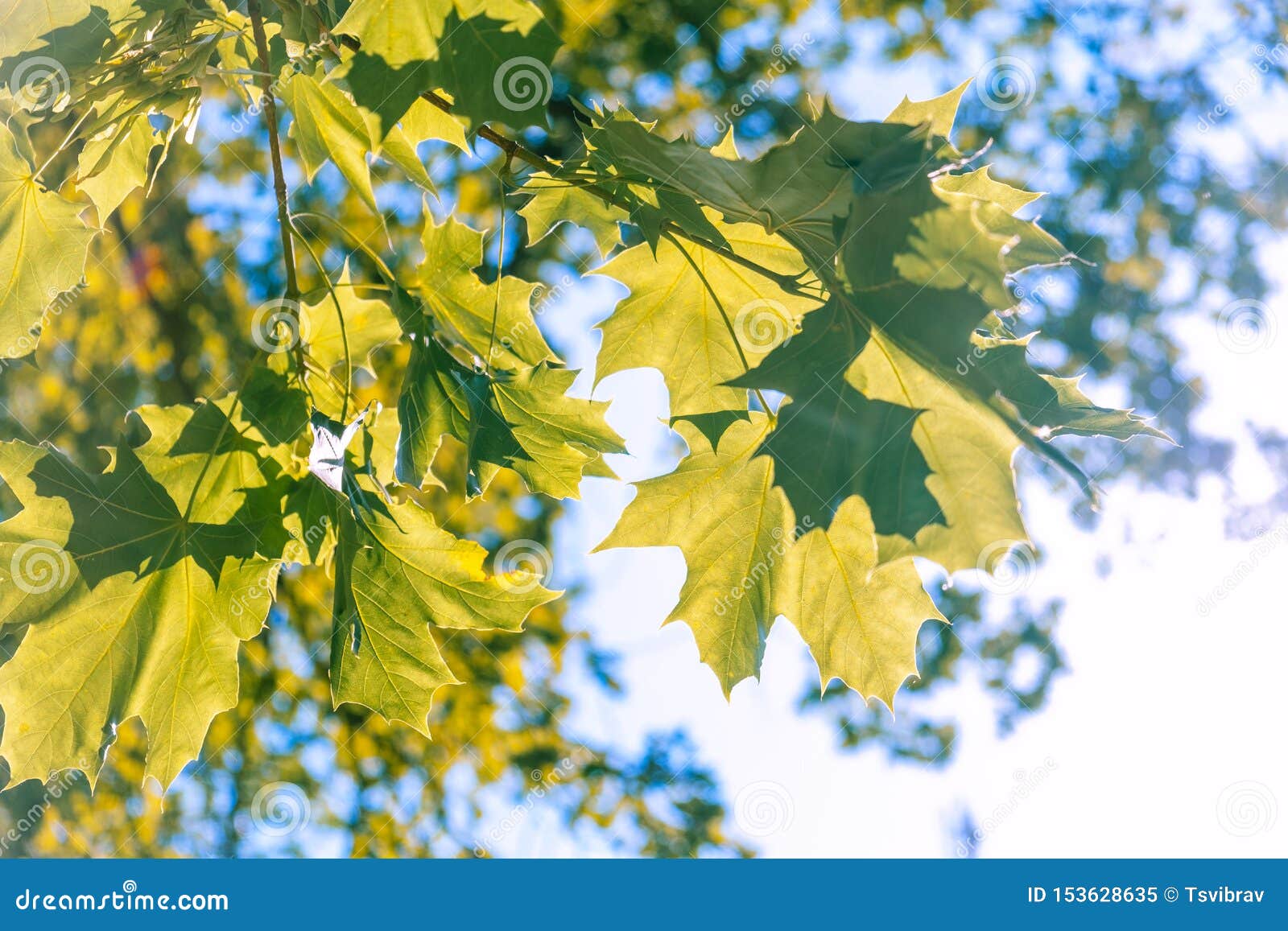 Summer Sunlight Shining through Maple Leafs. Stock Image - Image of ...