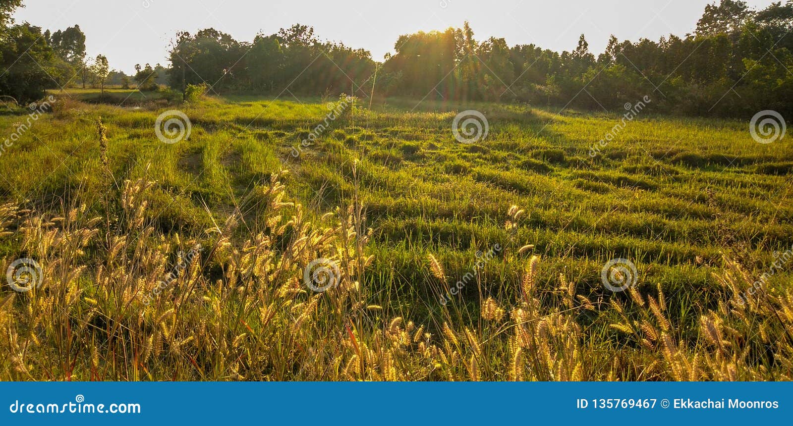 Soft sunlight and grass stock image. Image of sunlight - 135769467
