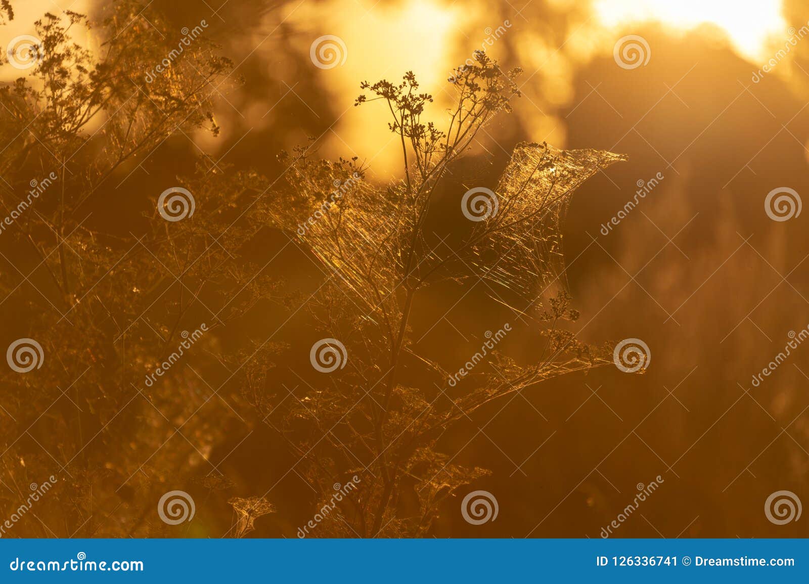 Soft Sunlight, Lights the Grass at Sunset Stock Image - Image of sunset ...