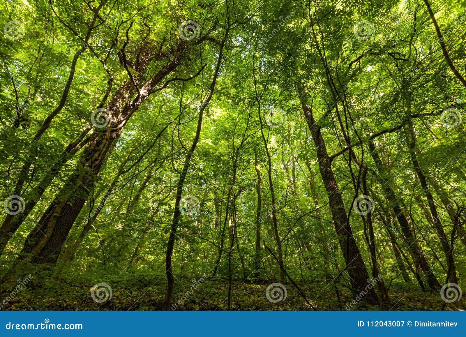 Soft Sunlight Shines through the Green Stock Image - Image of area ...
