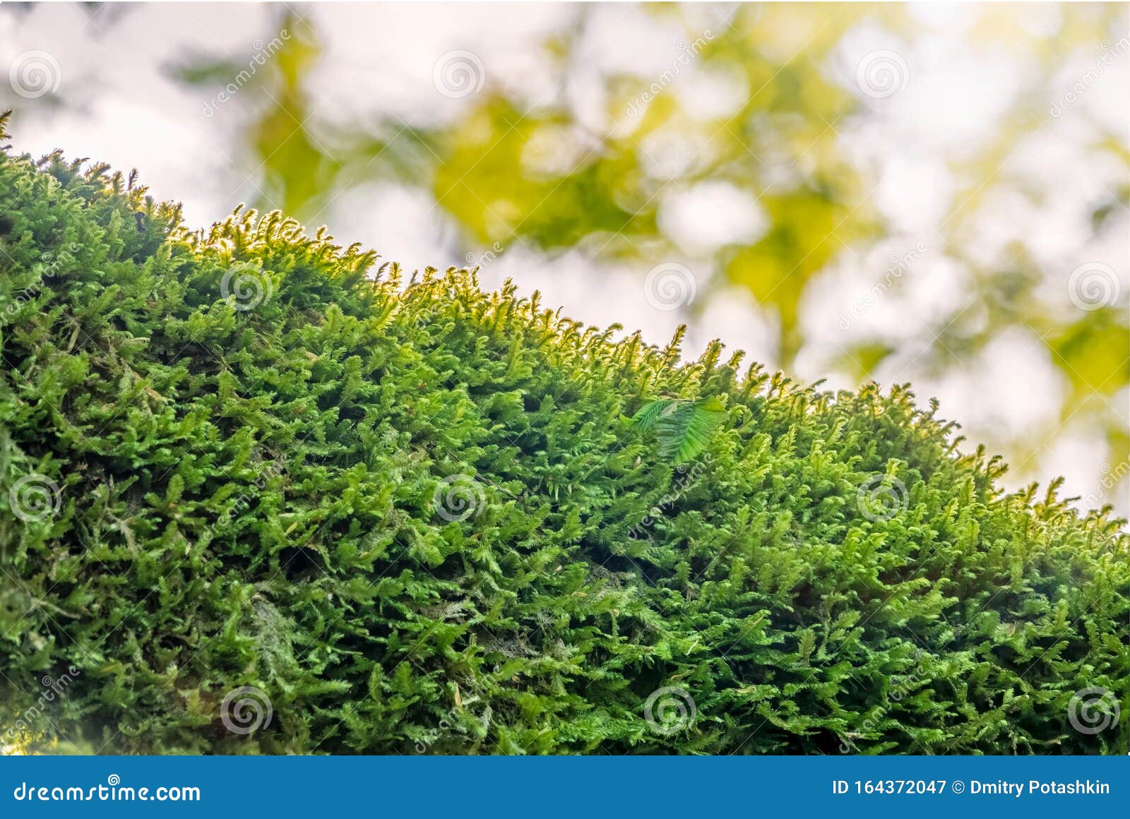 Soft Thick Moss in the Forest is Lit by the Sun Stock Image - Image of ...