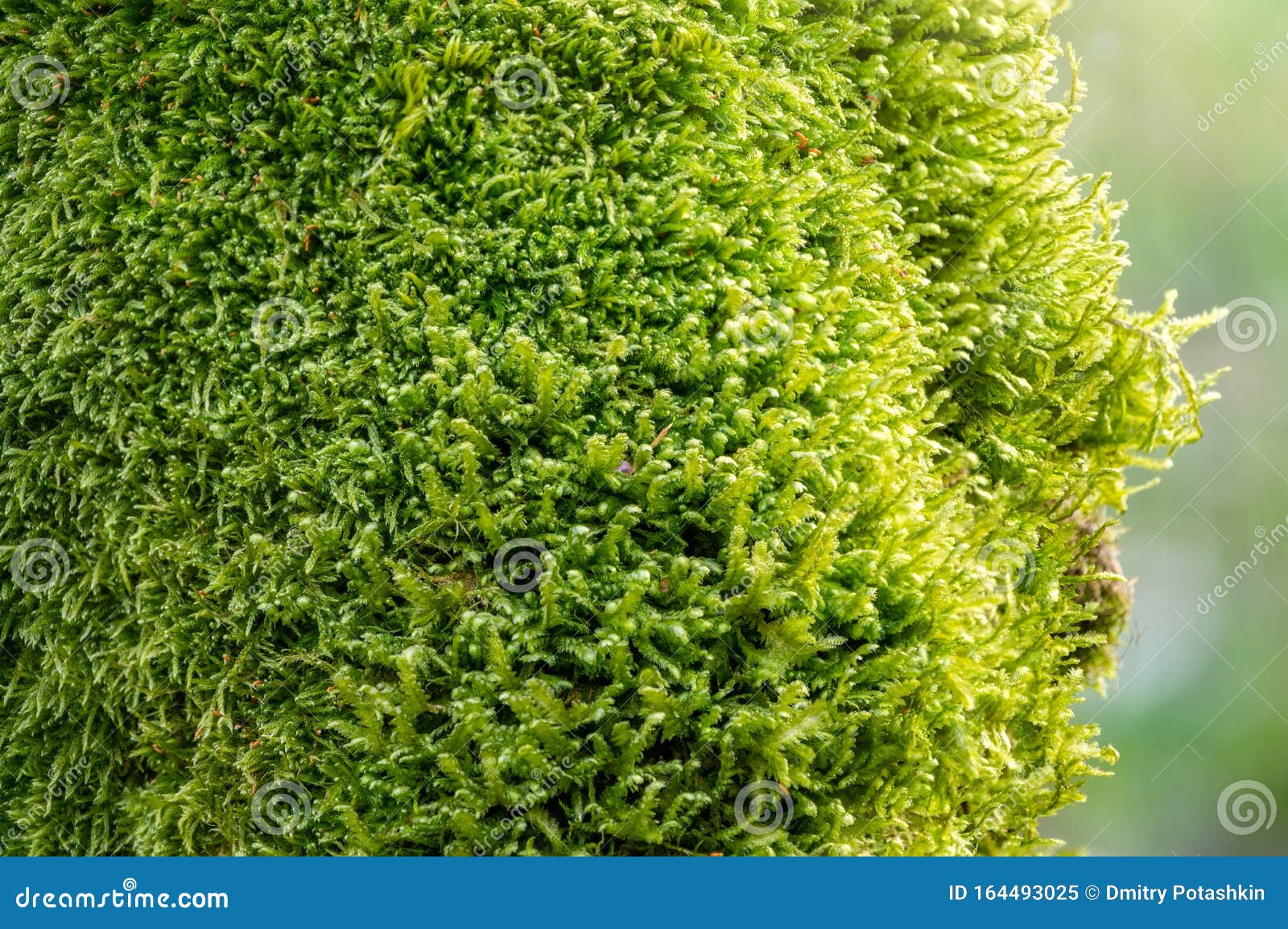 Soft Thick Moss in the Forest is Lit by the Sun Stock Image - Image of ...