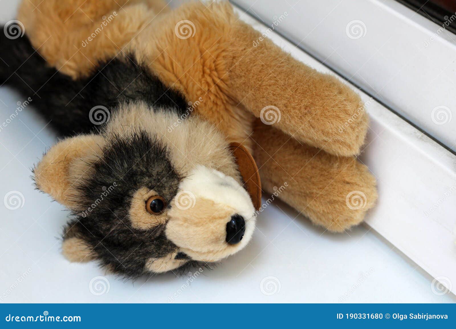 Soft Toy Wolf on the Window Stock Photo - Image of lonely, doggy: 190331680