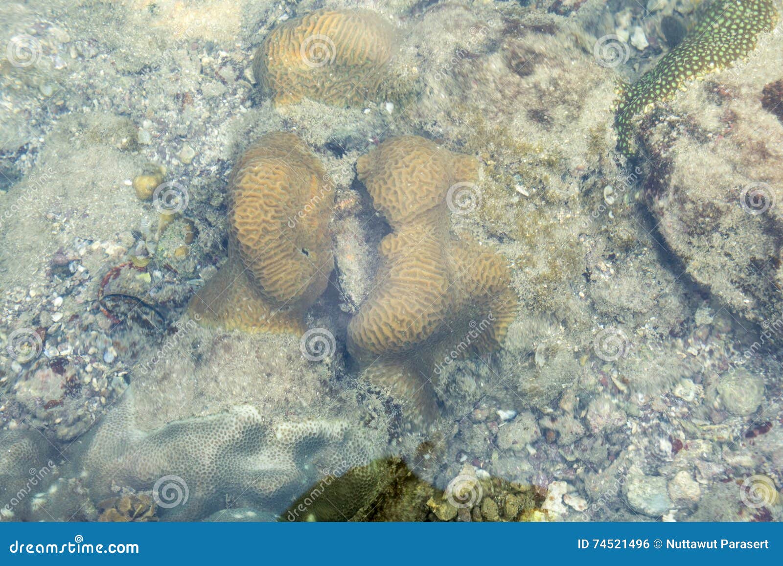 Soft Tree Coral - Corals in the Natural Coast, Stock Photo - Image of ...