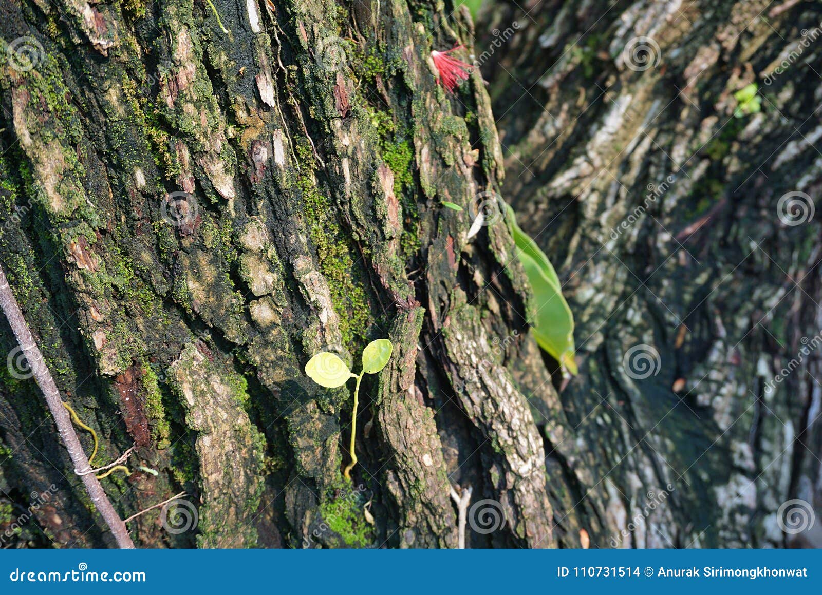 Soft Tree Growing on the Bark of a Large Tree with Beautiful Patterns a ...