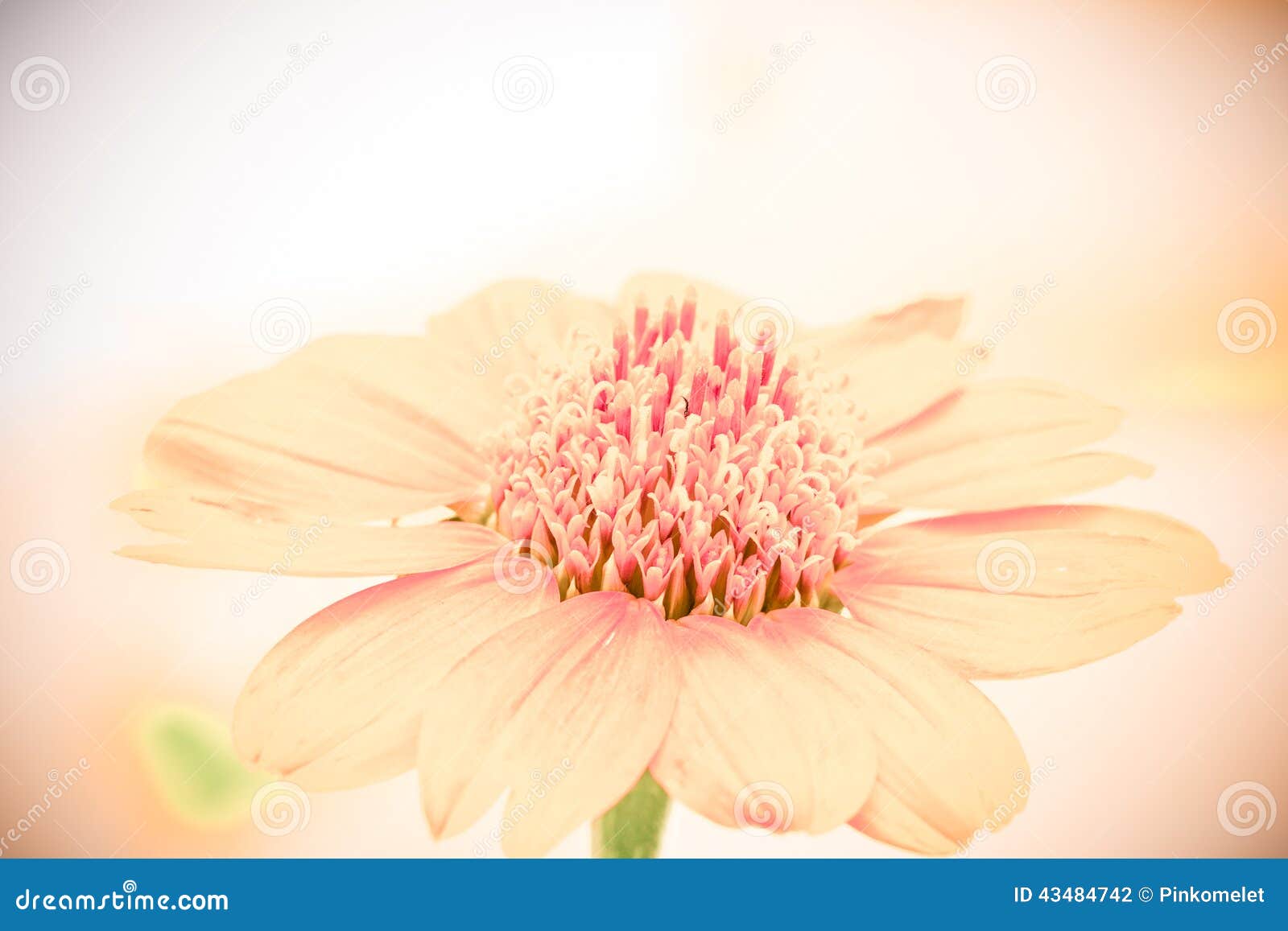 Soft Vintage Color Tone of Flower Stock Photo - Image of abstract ...