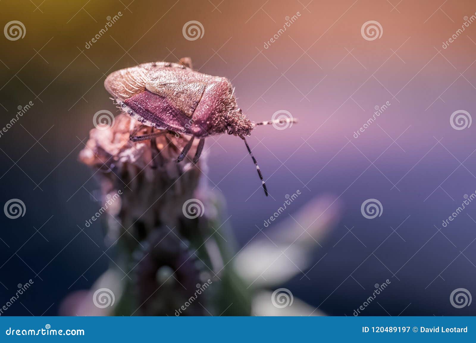 Bug is on the Plant in the Forest in a Mixture of Warm Colors Stock ...